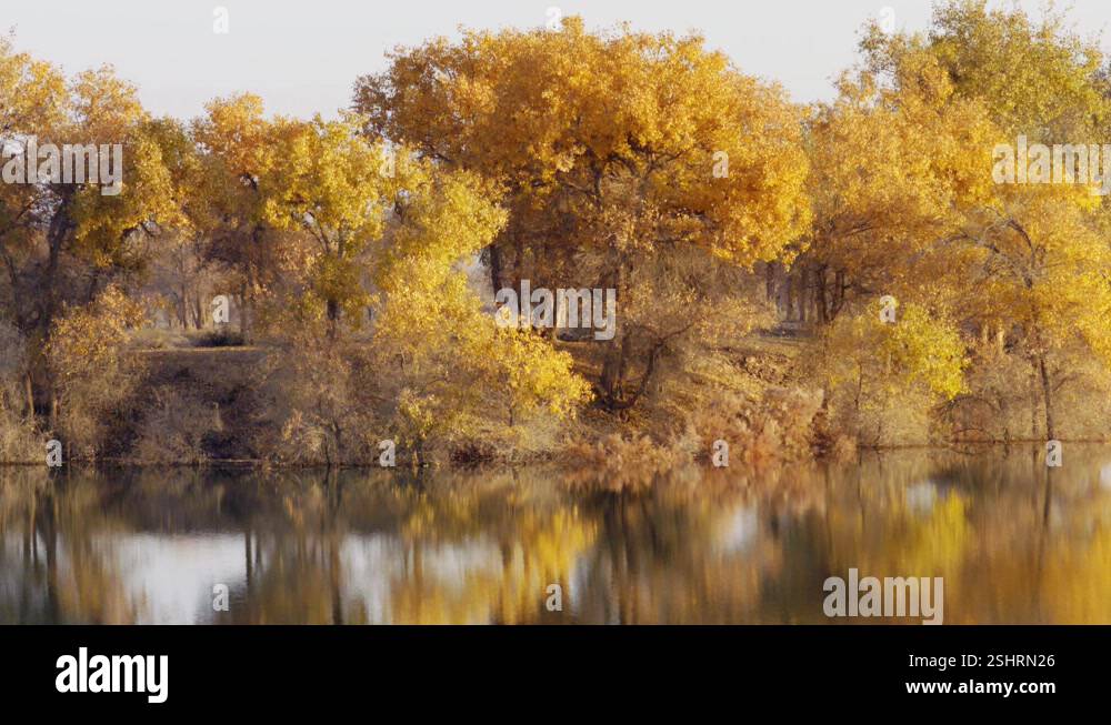 Populus forest Stock Videos & Footage - HD and 4K Video Clips - Alamy