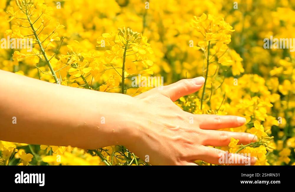 Woman's Hand Caressing Grass Summer Concept Slow Motion Background HD ...