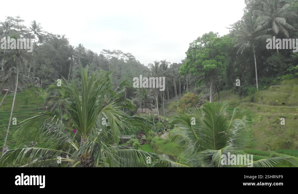 Drone view of rice plantation in bali with path to walk around and ...