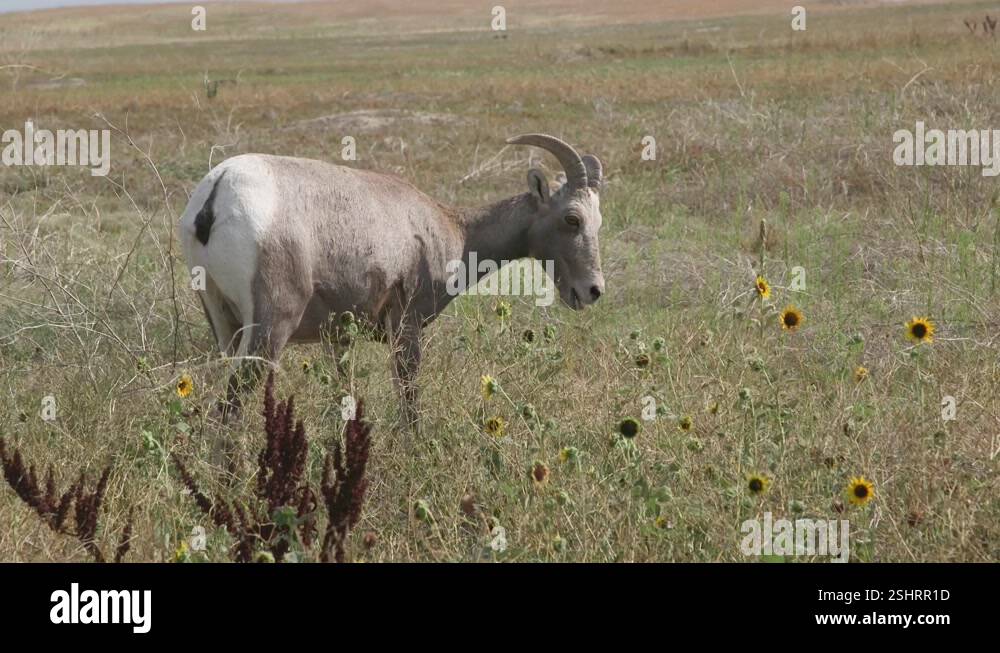 Baby ram Stock Videos & Footage - HD and 4K Video Clips - Alamy