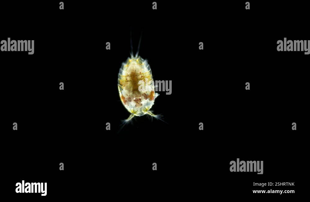 Crustacea family Peltidiidae under a microscope, Harpacticoida Order ...