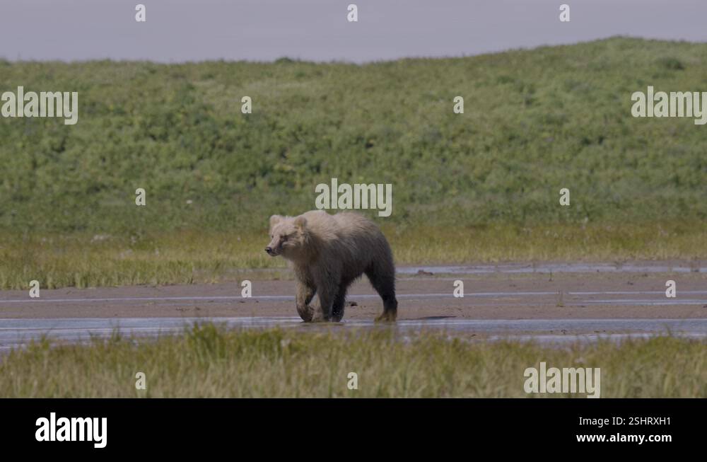 Brown Bear - Grizzly Bear walking in shallow water and stands up on two ...