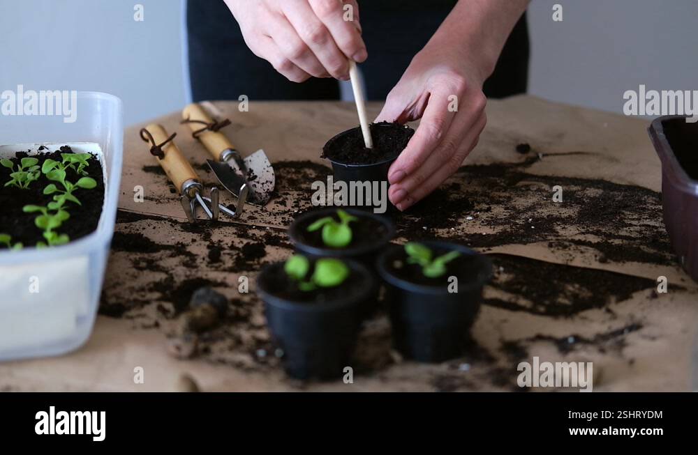 Transplantseedlings Stock Videos & Footage - HD and 4K Video Clips - Alamy