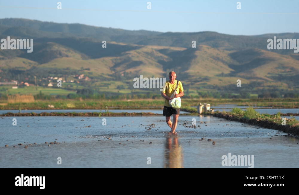 Paddy field flooded agricultural Stock Videos & Footage - HD and 4K ...