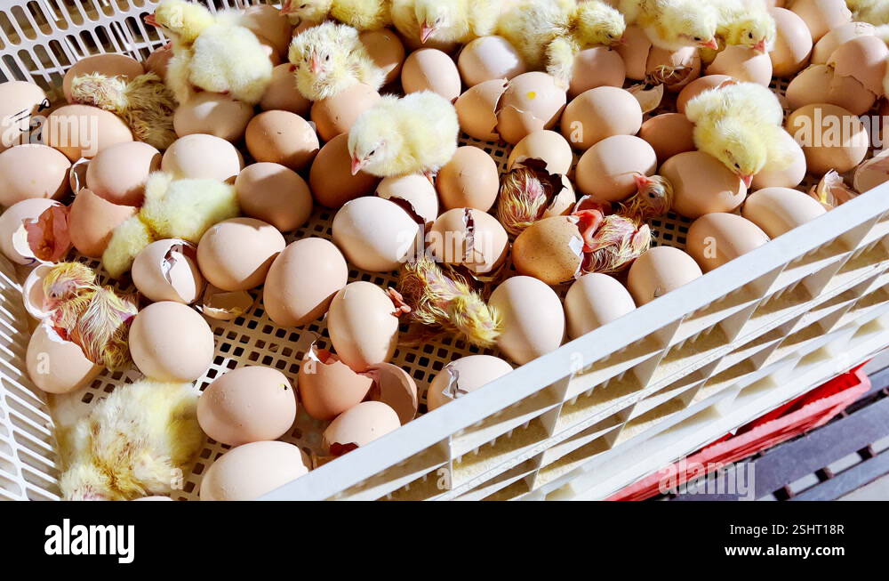 chicken hatching in a modern farm. Watch as the chicks emerge from ...