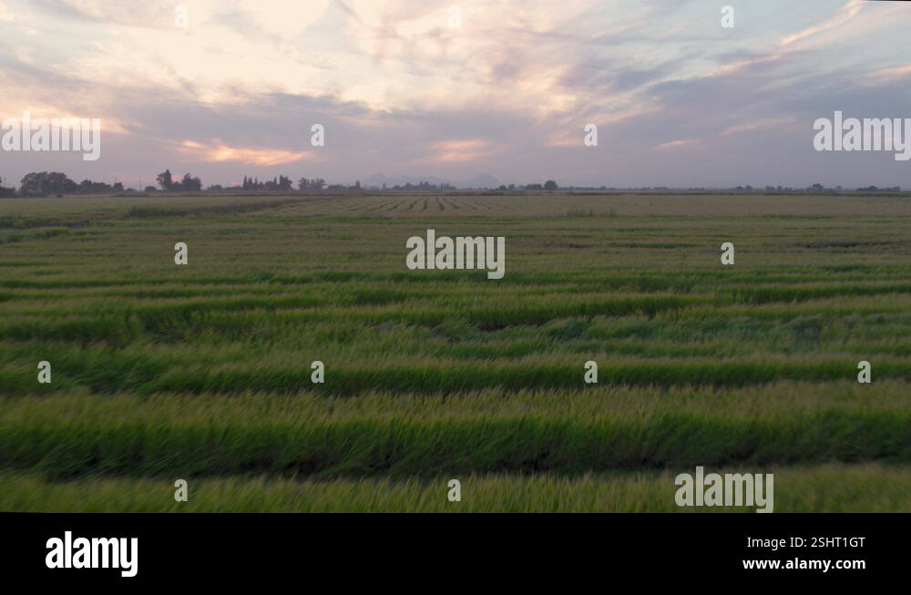 California rice field Stock Videos & Footage - HD and 4K Video Clips ...