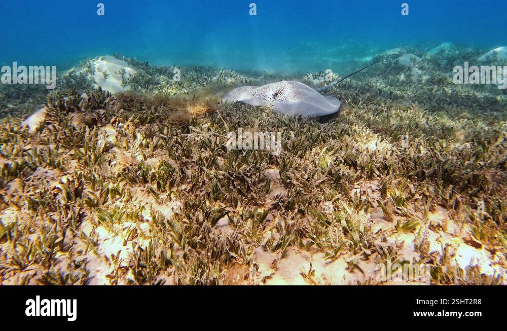 Honeycomb Stingray lies on a bed of seagrass in the Red Sea in Egypt ...