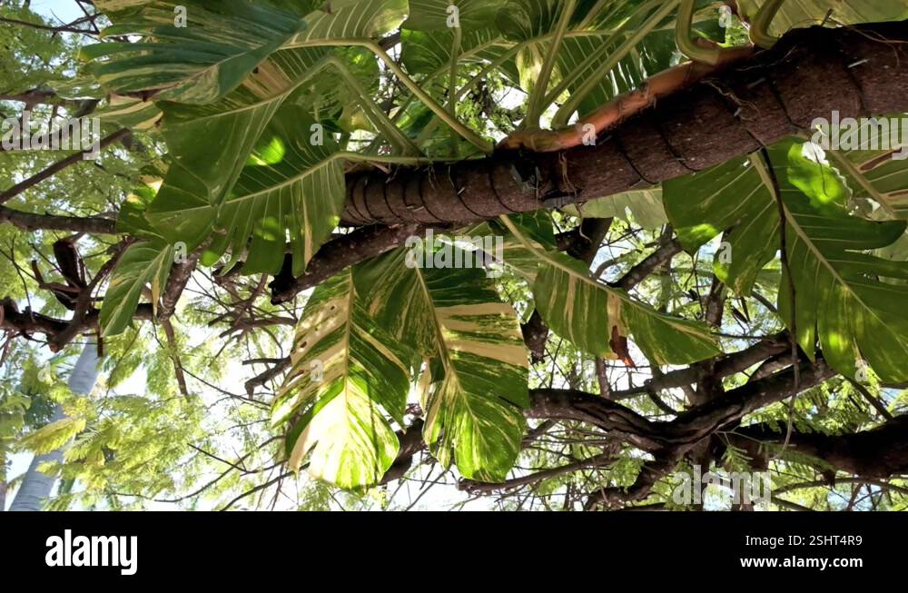 Delicious monster plant Stock Videos & Footage - HD and 4K Video Clips ...