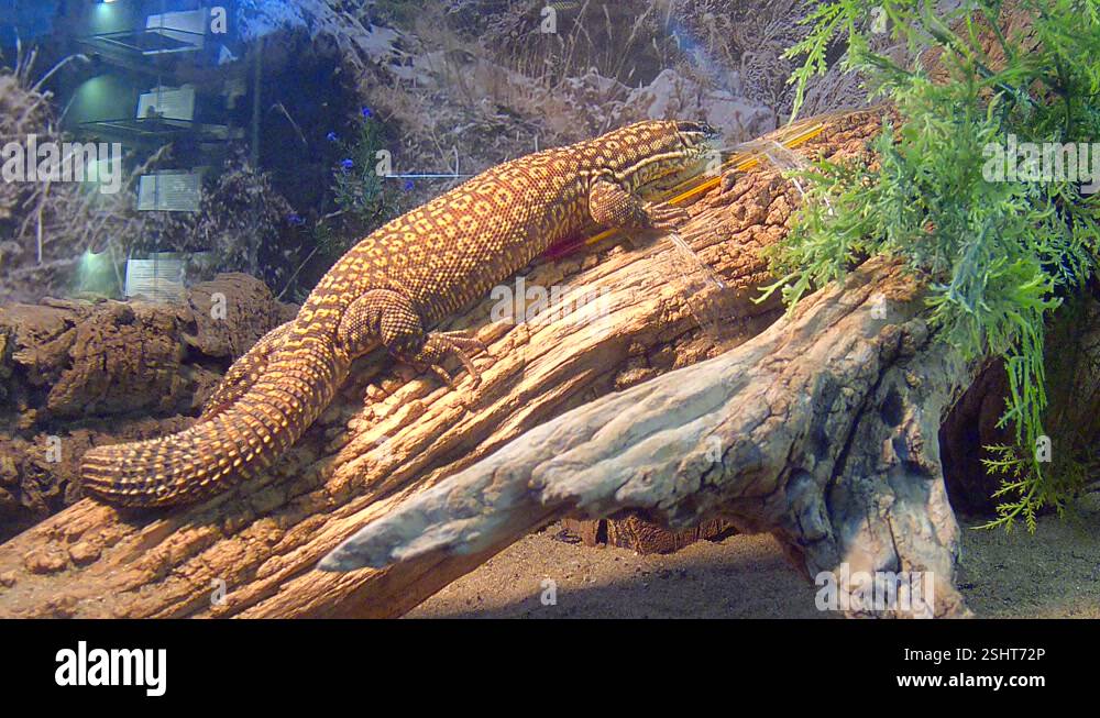 Asian lizards tail Stock Videos & Footage - HD and 4K Video Clips - Alamy