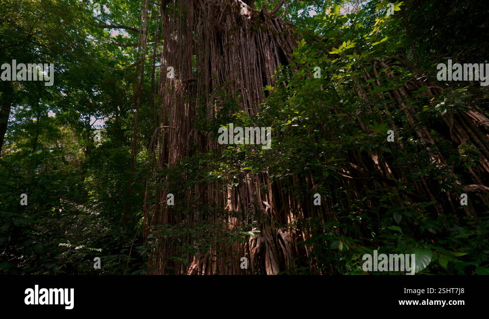 Curtain fig tree in Queensland Australia. Jungle rainforest seen from ...