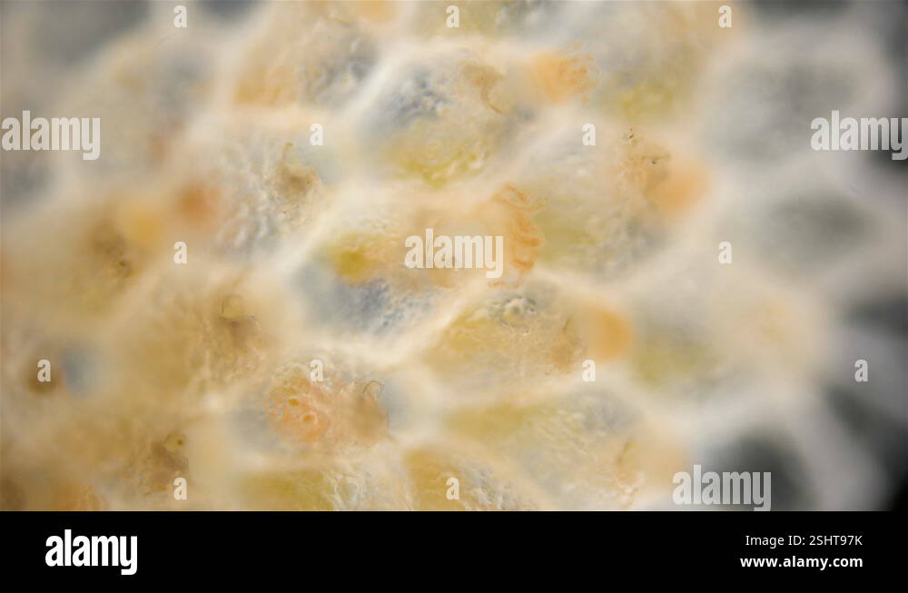 Colony of bryozoans from the class Gymnolaemata under a microscope ...