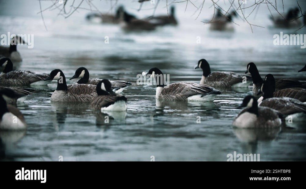 Snow geese goose bird Stock Videos & Footage - HD and 4K Video Clips ...