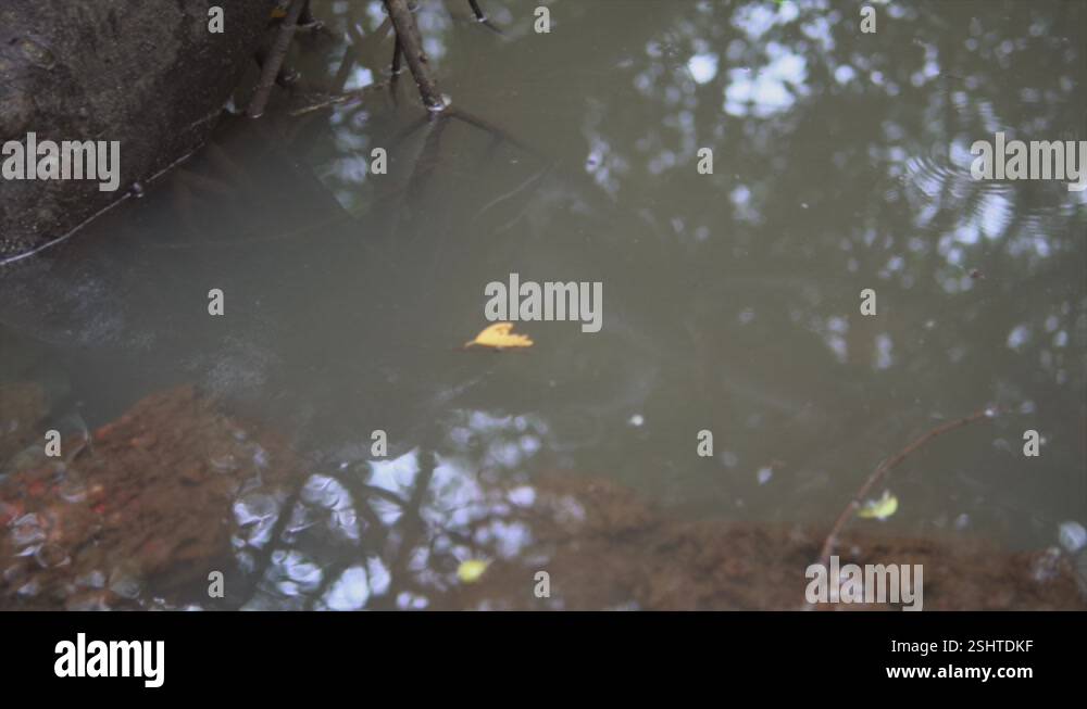 Muddy leaf Stock Videos & Footage - HD and 4K Video Clips - Alamy