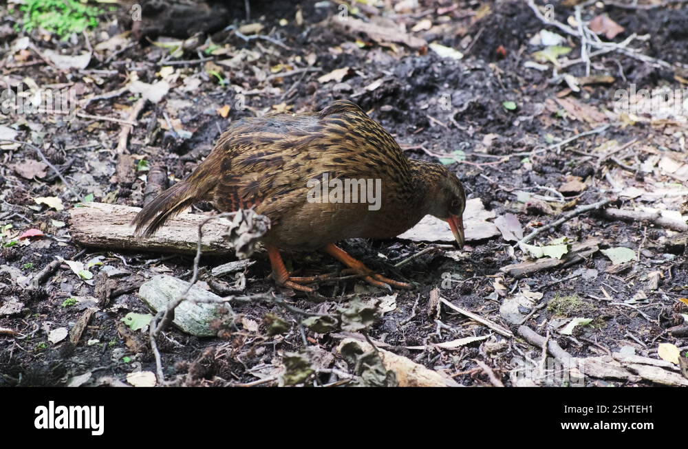 Maori new zealand bird Stock Videos & Footage - HD and 4K Video Clips ...