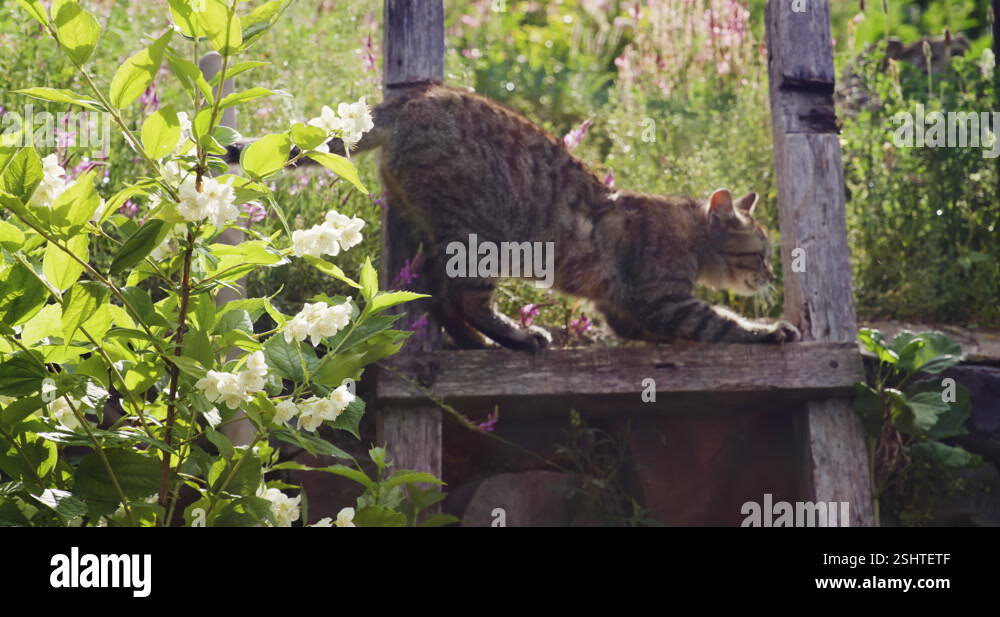 Fence stretching Stock Videos & Footage - HD and 4K Video Clips - Alamy