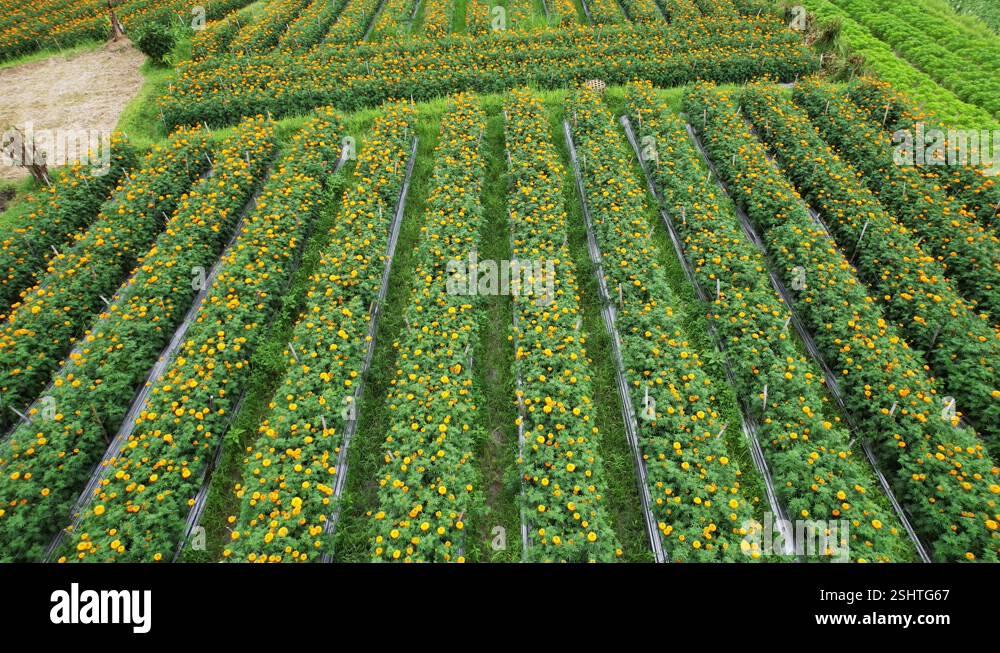 Marigold flower farming Stock Videos & Footage - HD and 4K Video Clips ...