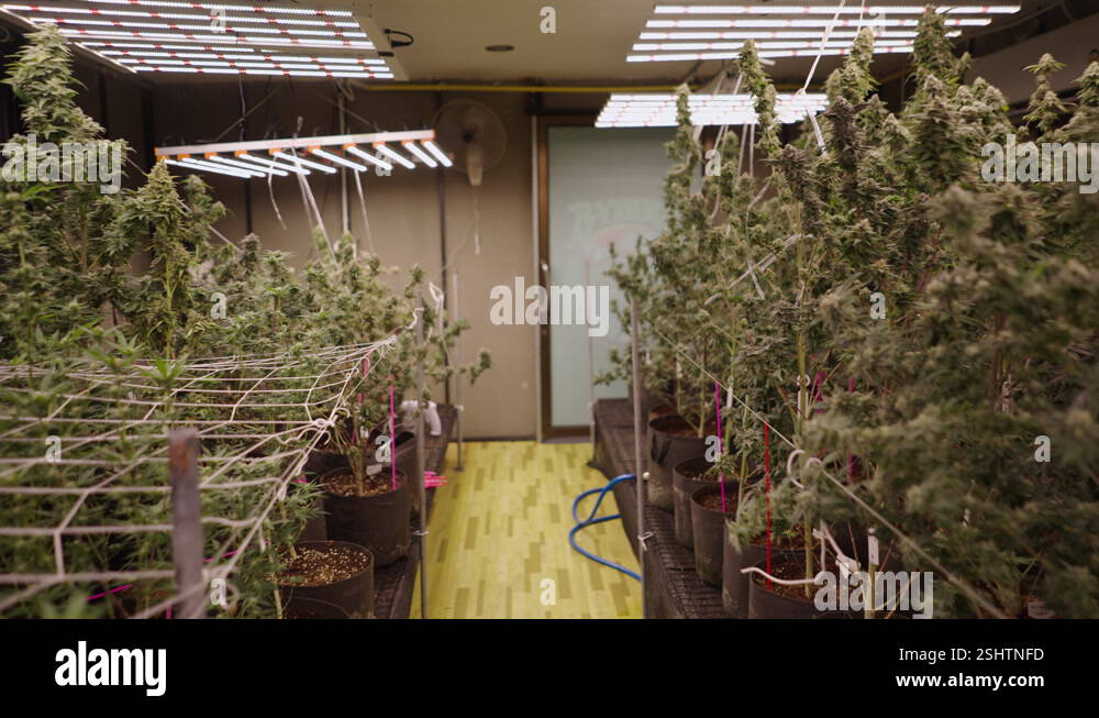 Organized rope Stock Videos & Footage - HD and 4K Video Clips - Alamy