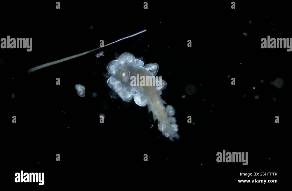 Larva worm Polychaeta under microscope, family Typhloscolecidae. Red ...