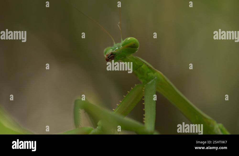 Mantis anatomy Stock Videos & Footage - HD and 4K Video Clips - Alamy