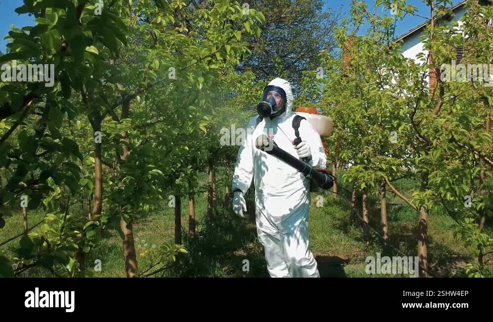 Farmer in Personal Protective Equipment Spraying Fruit Orchard in ...