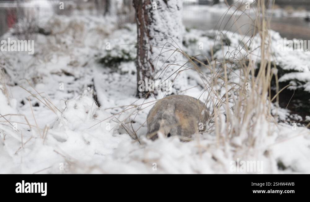 Snowshoe Hare Rabbit - Lepus americanus - in snow during a snowfall ...