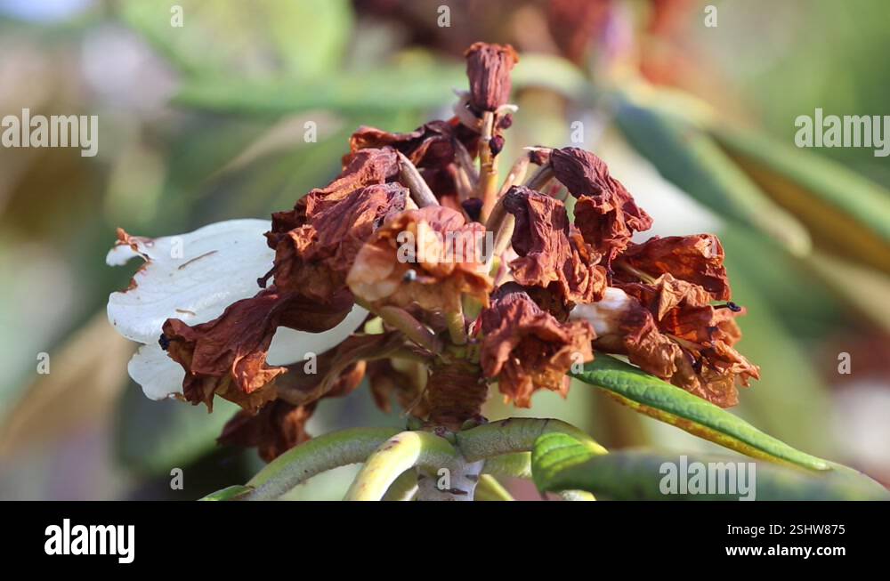 Frost damage flowers Stock Videos & Footage - HD and 4K Video Clips - Alamy