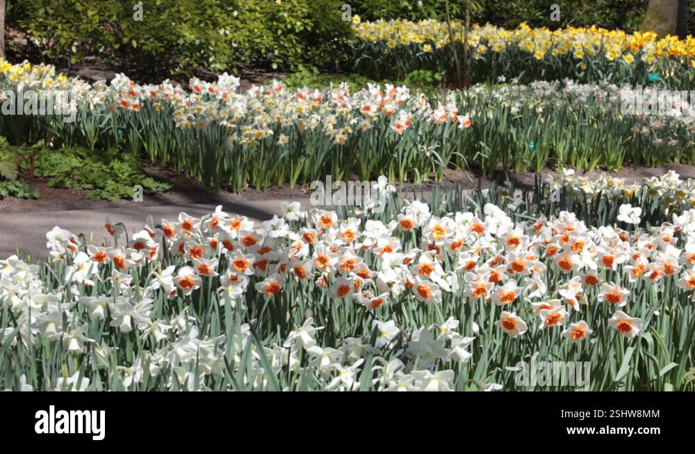 Keukenhof gardens, the most famous Spring garden in the world, Lisse ...