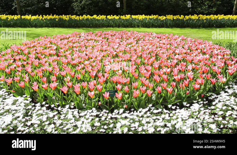 Keukenhof gardens, the most famous Spring garden in the world, Lisse ...