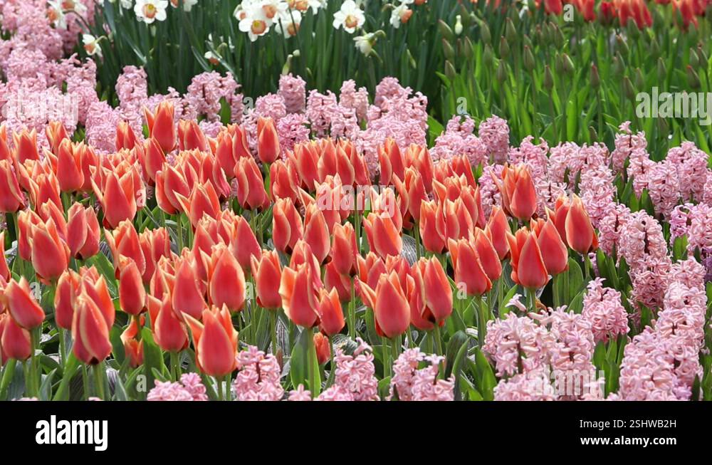 Keukenhof gardens, the most famous Spring garden in the world, Lisse ...