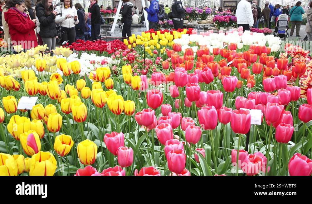 Keukenhof gardens, the most famous Spring garden in the world, Lisse ...