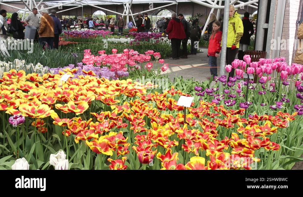 Keukenhof gardens, the most famous Spring garden in the world, Lisse ...