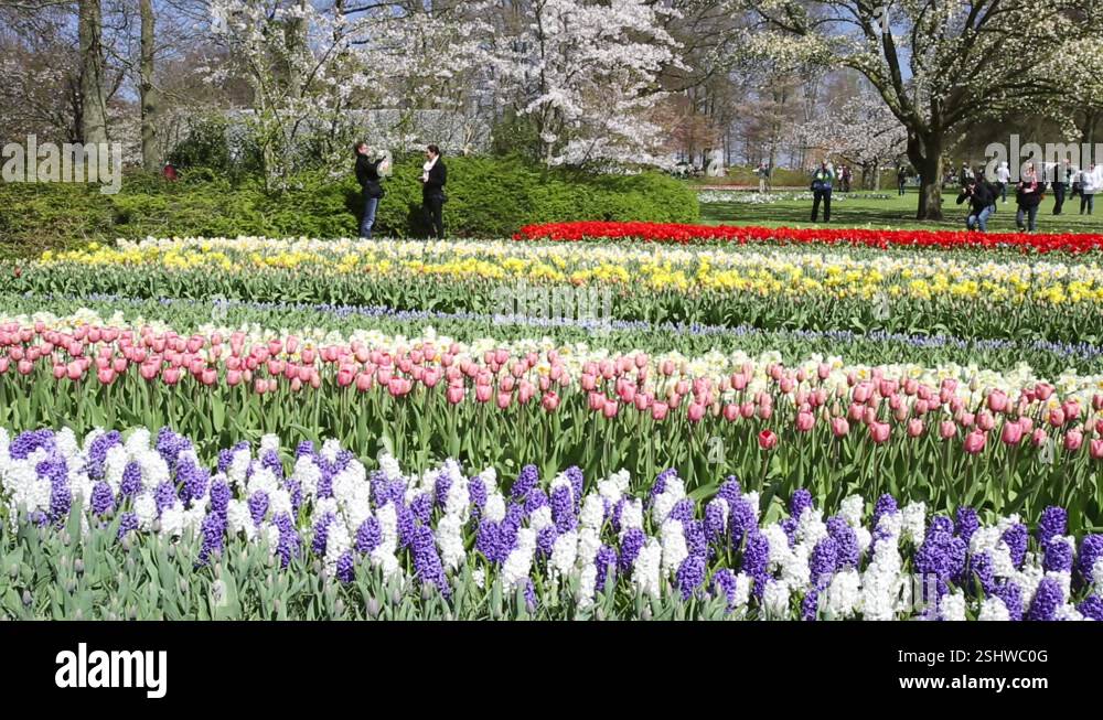 Keukenhof gardens, the most famous Spring garden in the world, Lisse ...