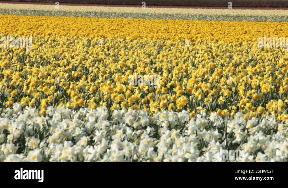 Daffodil fields near keukenhof gardens Stock Videos & Footage - HD and ...