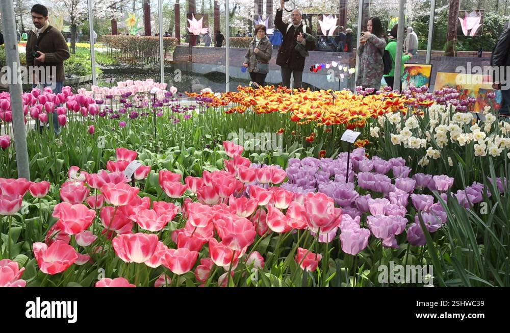 Keukenhof gardens, the most famous Spring garden in the world, Lisse ...