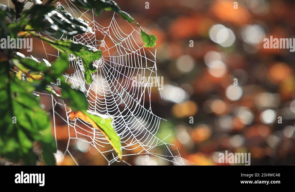 Spiders architecture Stock Videos & Footage - HD and 4K Video Clips - Alamy