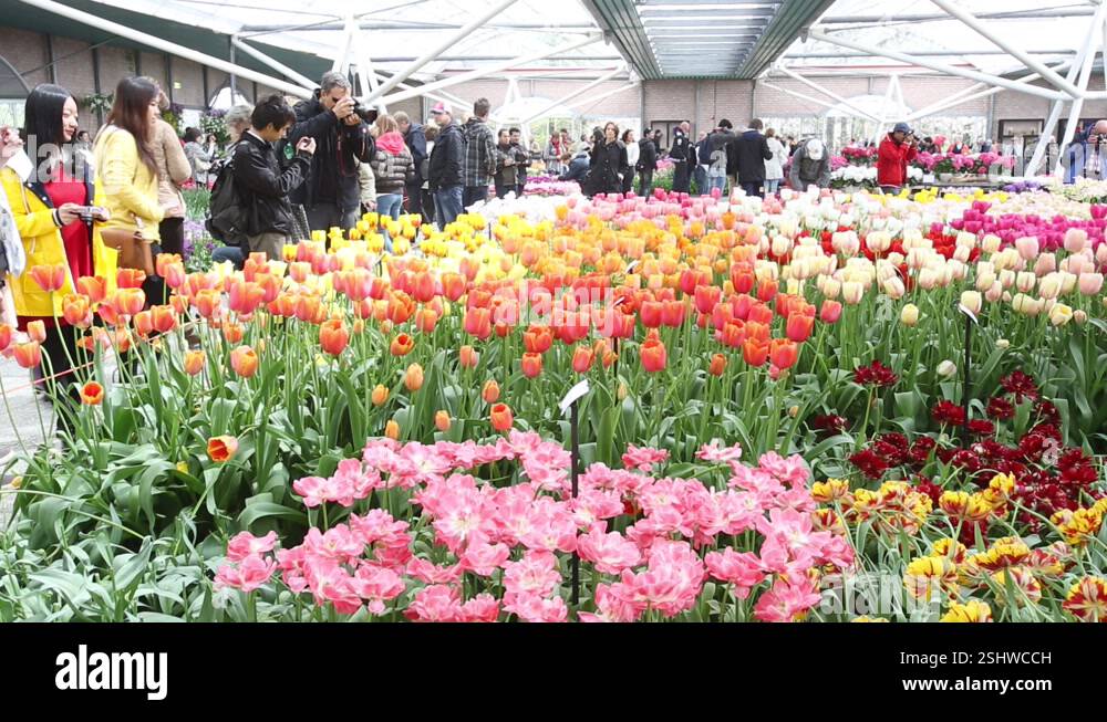 Keukenhof gardens, the most famous Spring garden in the world, Lisse ...