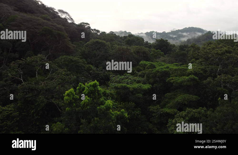 Flying Above Canopy Of Trees In Dense Forest With Raindrops Falling At ...