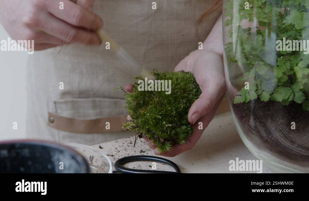 A young female botanist creates a tiny live forest ecosystem in a huge ...
