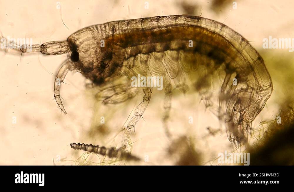 Amphipod plankton Stock Videos & Footage - HD and 4K Video Clips - Alamy