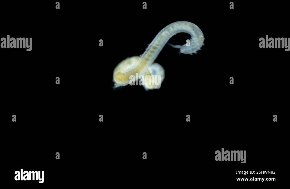 Sigalionidae Stock Videos & Footage - HD and 4K Video Clips - Alamy