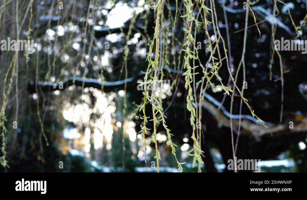 Willow in snowfall Stock Videos & Footage - HD and 4K Video Clips - Alamy