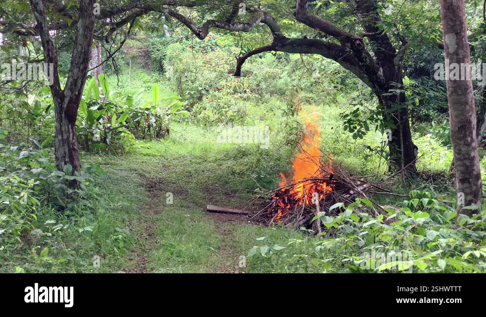 Forest fire panama Stock Videos & Footage - HD and 4K Video Clips - Alamy