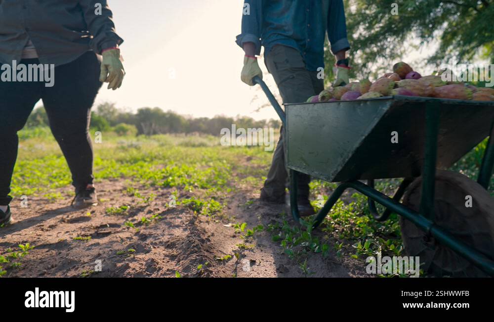 Two workers carry table Stock Videos & Footage - HD and 4K Video Clips ...