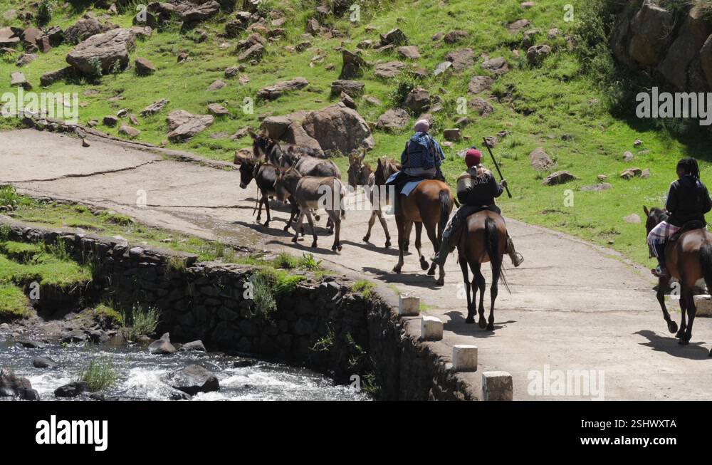 African family on horseback drive donkeys across river bridge, Lesotho ...