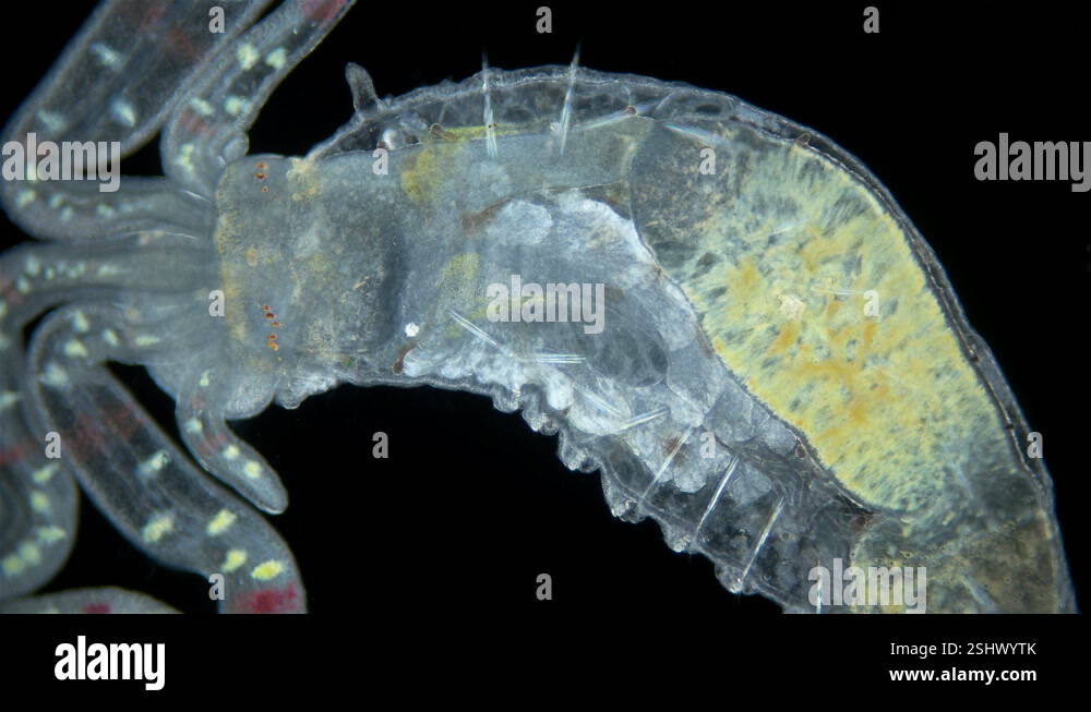 Worm Polychaeta of family Terebellidae under the microscope, phylum ...