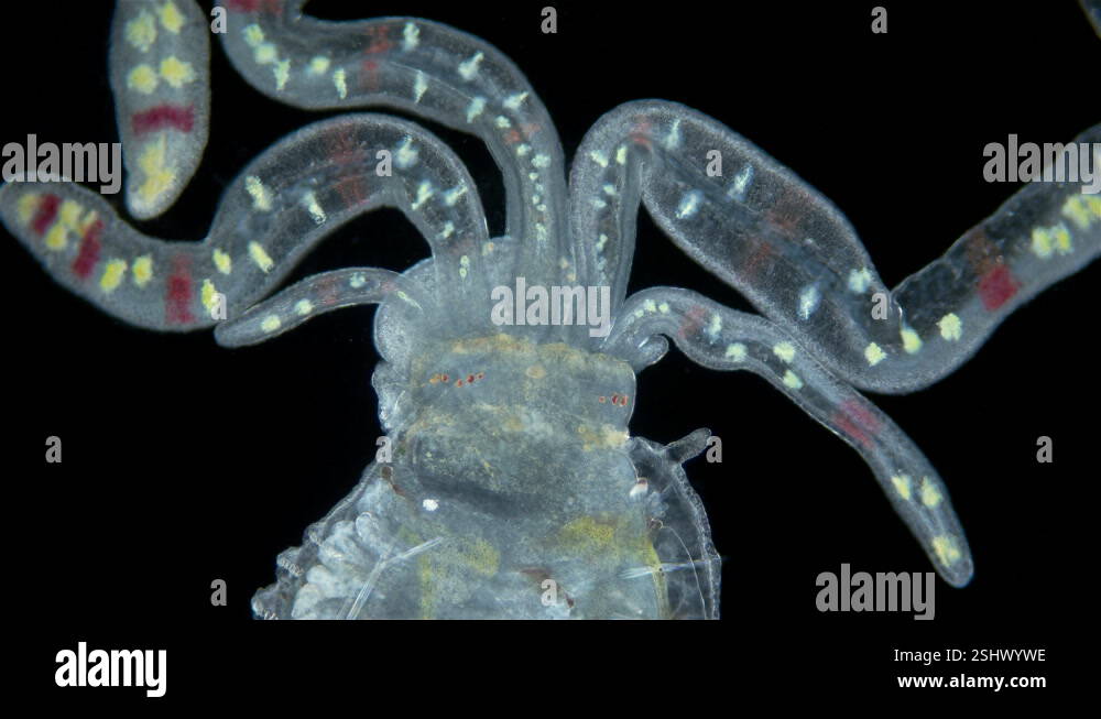 Worm Polychaeta of family Terebellidae under the microscope, phylum ...