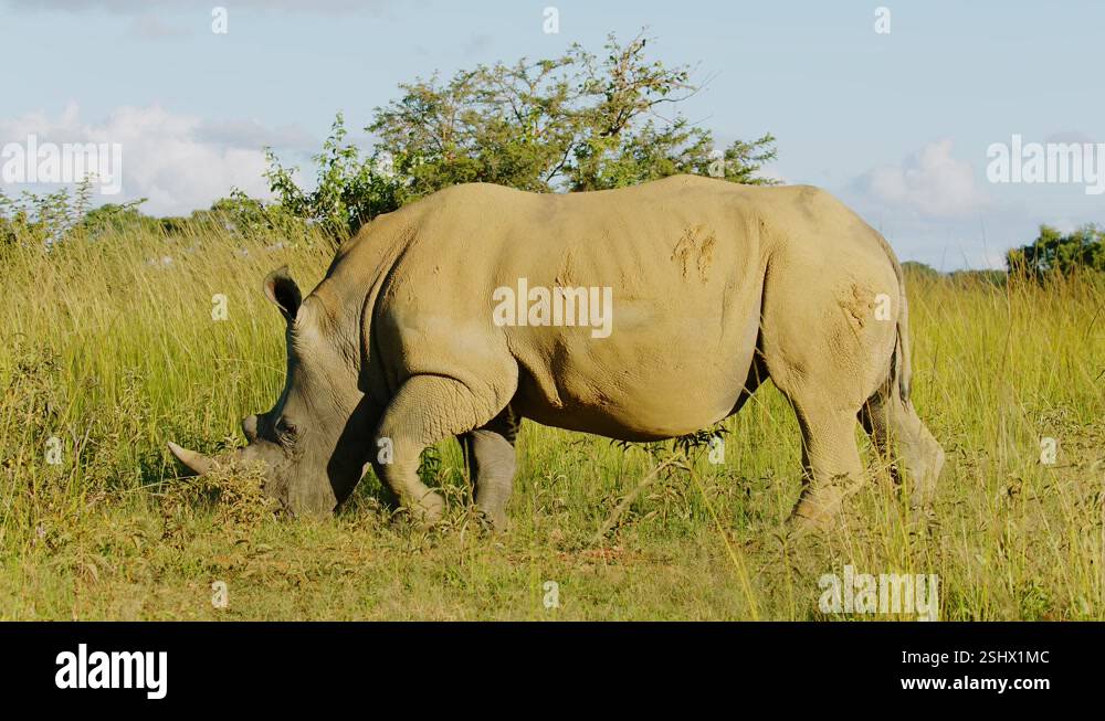 Golden rhinoceros Stock Videos & Footage - HD and 4K Video Clips - Alamy