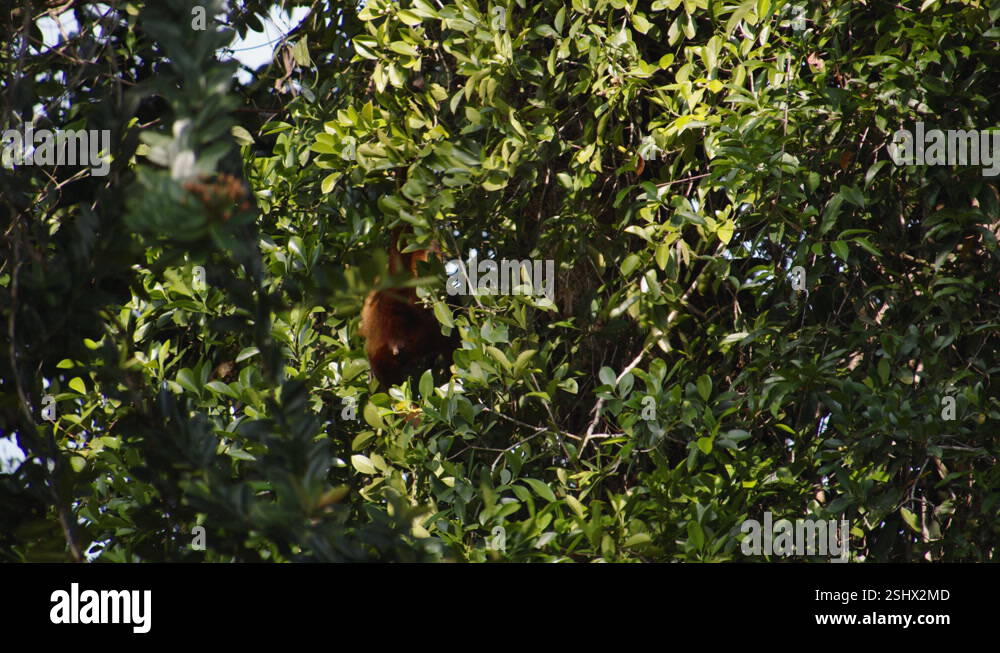 Tree climbing animals Stock Videos & Footage - HD and 4K Video Clips ...