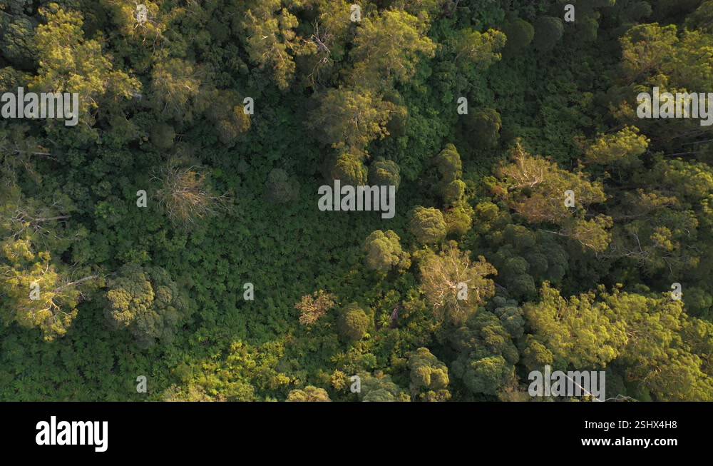 Otway Ranges top down aerial view showing rainforest tree canopy and ...