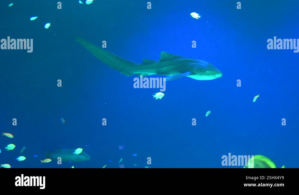 Stegostoma Fasciatum. The Zebra Shark swimming in the aquarium. Closeup ...